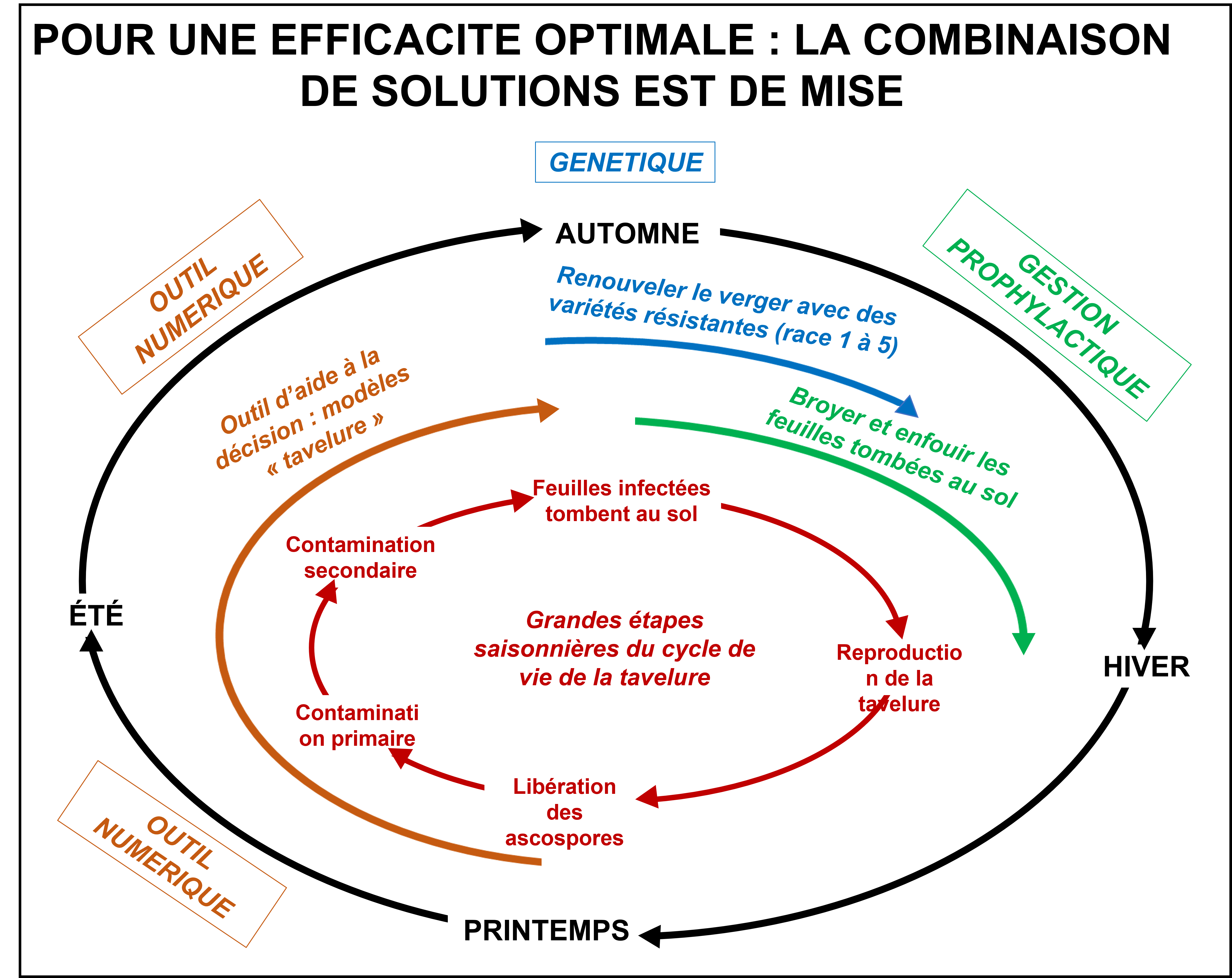 La tavelure du pommier : un triptyque de solutions à actionner pour une ...